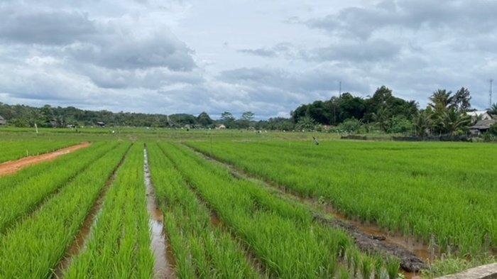 Bangka Tengah Tanam Padi Organik, Guru Besar : Sehat Dikonsumsi, Rendah ...