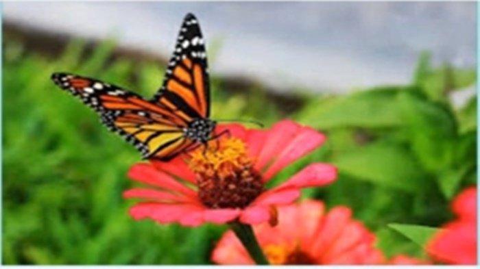 25 Soal Ujian dan Kunci Jawaban IPAS Kelas 4 SD Pilihan Ganda, Materi ...