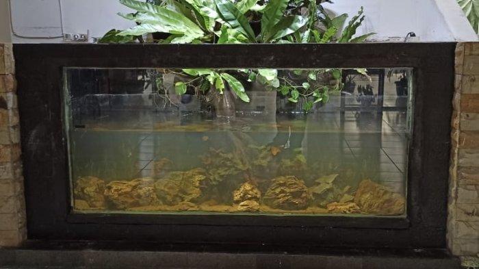 Akuakultur UBB Kini Punya Akuarium Besar Ikan Air Tawar Lokal Bangka ...