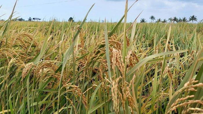 Guru Besar UBB Ulas Cara Menanam Padi Hume di Sela Pohon Sawit, Ini ...