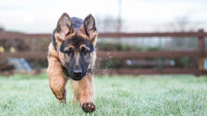 Mengenal Anjing Helder, Anjing Kuat, Setia dan Cerdas yang Menyerang ...