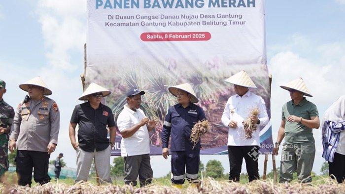 PT Timah Gelar Panen Raya Bawang Merah di Belitung Timur, Dukung Ketahanan Pangan Daerah ...