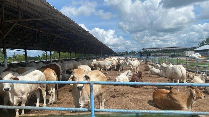 Tersedia 1.500 Sapi, DPKP Babel Pastikan Kebutuhan Daging Ramadhan dan ...