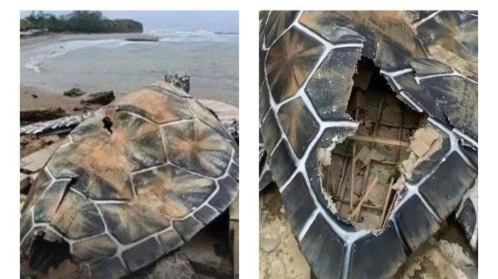 Patung Penyu Pelabuhan Ratu Sukabumi Rp15 Miliar dari Kardus Rusak, Rekanan Proyek : Cuma Rp30 ...