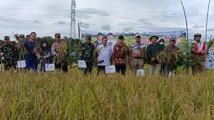 Desa Namang Panen Raya Padi Varietas Lokal - BaBelnews.id