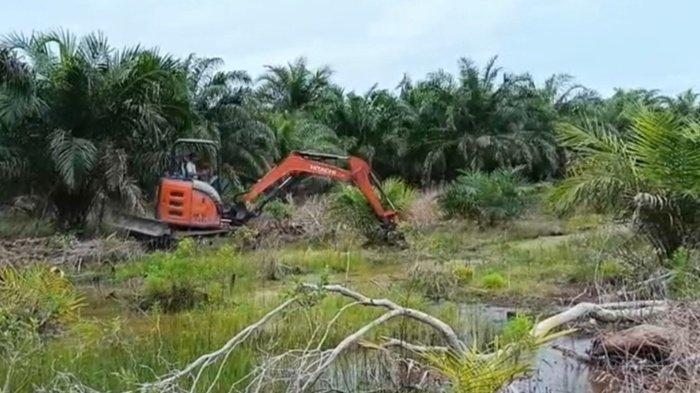 Kejari Belitung Saksikan Pencabutan Sawit di Hutan Lindung Tanjung Rusa ...