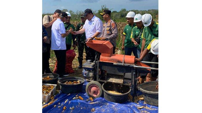 Ikut Panen Raya Jagung Serentak, PT Sawindo Kencana Dukung Program ...