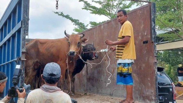 Pastikan Keamanan Hewan Kurban, Pemkab Bangka Selatan Terjunkan Tujuh Tim Pemantau - Bangkapos.com