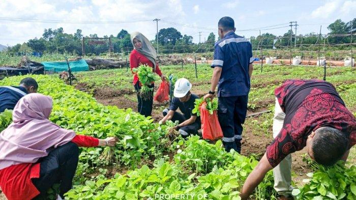 PT Timah Bangun Farm Estate Tanjung Ular untuk Ketahanan Pangan dan ...