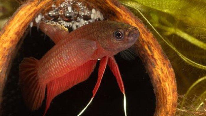 Jurusan Akuakultur UBB Menggelar 1St International Freshwater Fish ...