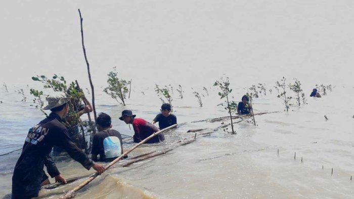 HIMASPER UBB Lakukan Rehabilitas Mangrove, Pembudidayaan Kerang dan ...