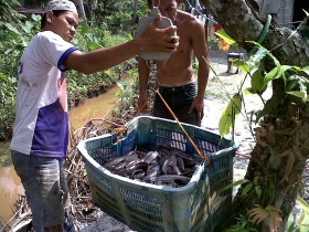 Manfaatkan Rawa dengan Budidaya Lele - Bangkapos.com