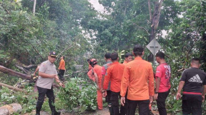 BPBD Kota Pangkalpinang Imbau Warga untuk Jauhi Pohon Besar saat Hujan dan Angin Kencang ...