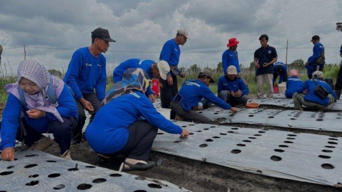 PT Timah Gelar Pelatihan Tingkatkan Keterampilan dan Pengetahuan Petani di Kawasan Danau Nujau ...
