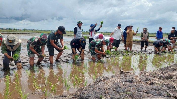 Satgas Swasembada Pangan Akselerasi Tanam Padi di Bangka Selatan - BaBelnews.id