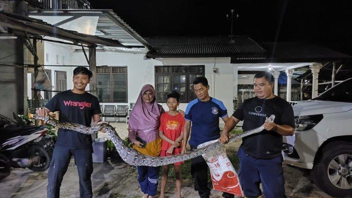 Heboh di Sungailiat, Ular Piton 4 Meter Bersarang di Plafon Rumah Jatuh ...