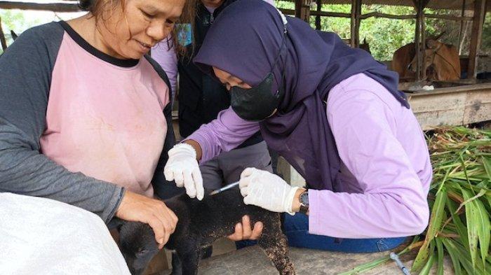 Cegah Penyebaran Penyakit Rabies, Bangka Tengah Sediakan 410 Vaksin dan ...
