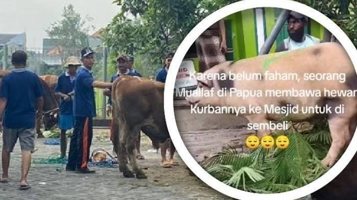Viral Seorang Pria Mualaf Bawa Seekor Babi Untuk Kurban Idul Adha ...
