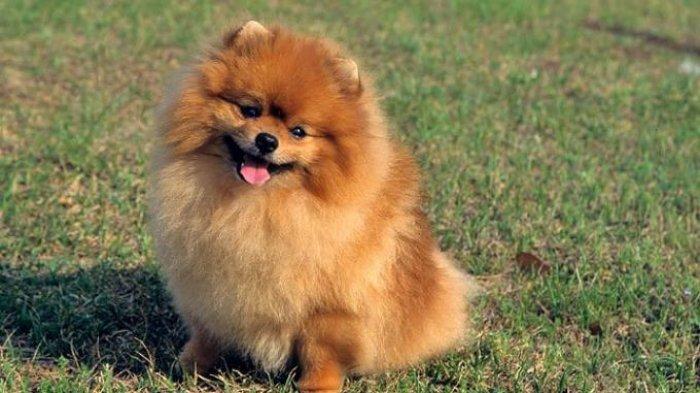 ISTRI Lihat dan Rekam Video saat Suami Berhubungan Intim dengan Ayam ...