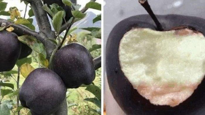 Apel Hitam Langka Harganya Mahal, Apa sih Kelebihannya? - Bangkapos.com