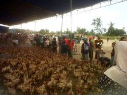 HM Fitno dan Sekawan Bagikan Ayam Potong - Bangkapos.com