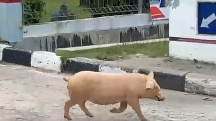 Flu Babi Afrika Sama seperti Virus Corona, Berikut Cara Mencegah ...