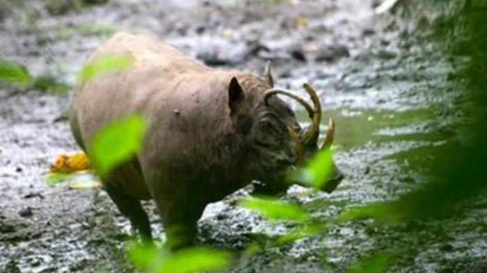 Terkenal di London Babi 'Paling Jelek' di Dunia hingga Disebut 'Babi ...