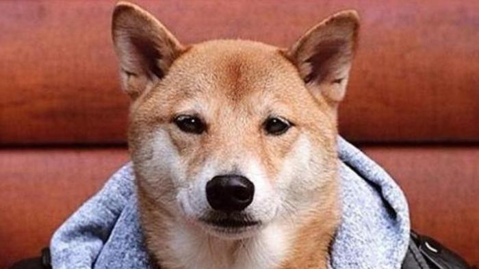 Tak Hanya Manusia, Hewan-hewan Ini Juga Ternyata Mengalami Menstruasi ...