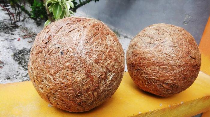 Olahraga Tradisional Ini Menggunakan Bola Kelapa - Bangkapos.com