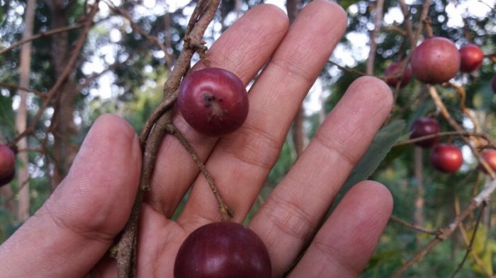 Rukam, 'Anggur' Khas Bangka yang Kini Mulai Punah - Bangkapos.com