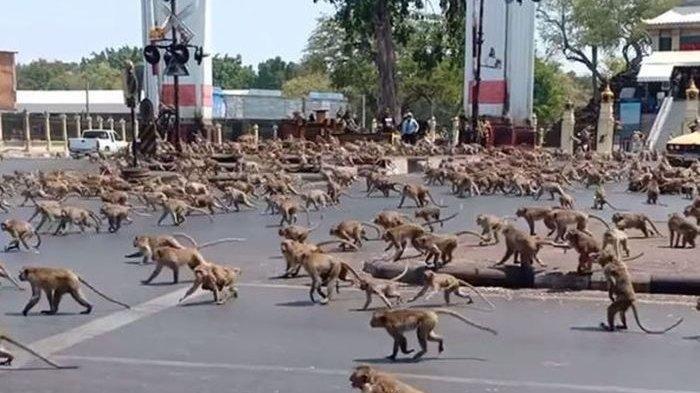RIBUAN Monyet Ngamuk Serang Kota Thailand, Begini Kejadian Sebenarnya ...