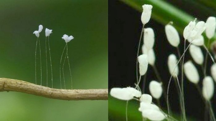 Ternyata Ini Bunga Surga yang Mekarnya Tiap 3.000 Tahun, Aromanya Lebih ...