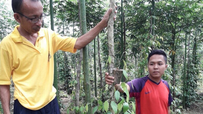 Media Mencangkok Sahang Cukup Gelas Air Mineral dan Tanah, Begini ...