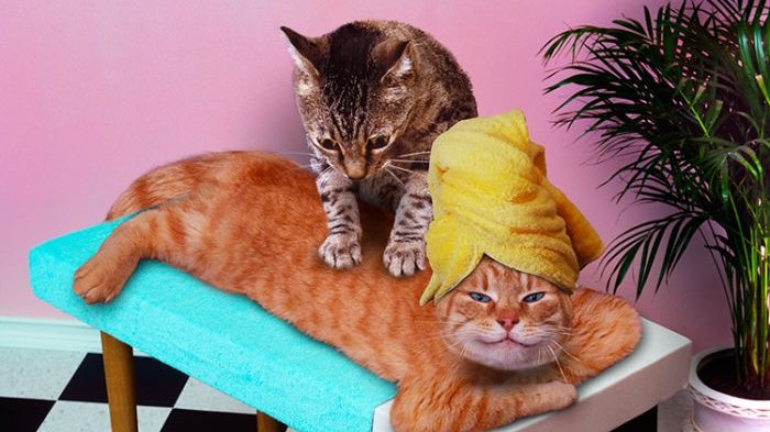 Ternyata Usia Kucing Setahun Setara Umur Manusia 15 Tahun, Begini Cara ...