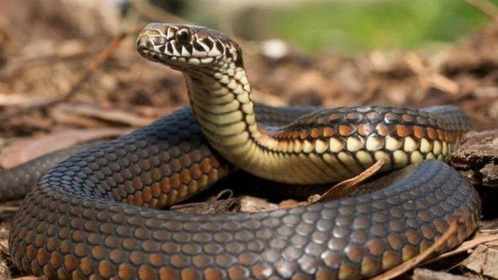 Wujud Ular Viper Beda dari Ular Lain Viral di TikTok, Dikenal Mematikan ...