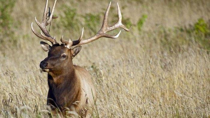 Penyakit Rusa 'Zombie' Mulai Menyebar di AS, Bisa Menginfeksi Manusia ...