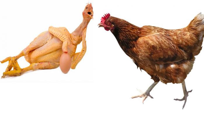 Hati-hati, 6 Bagian Tubuh Ayam Ini Jangan Terlalu Sering Dikonsumsi ...