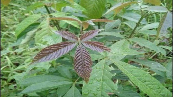 Daun Laban Mendadak Populer Disebut Bisa Jadi Obat Corona, Ada di ...