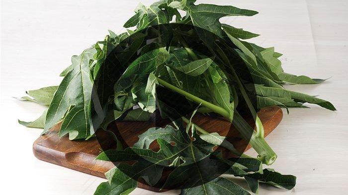 Daun Pepaya Menyimpan Segudang Manfaat bagi Kesehatan. Apa Saja ...