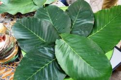 Daun Simpur Berfungsi Serba Guna - Bangkapos.com