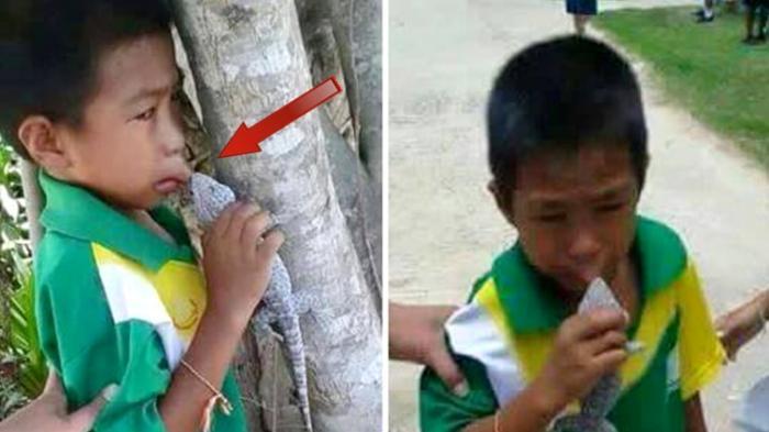 Tokek Tak Mau Lepas Gigitan, Bocah Ini Menjerit Kesakitan - Bangkapos.com