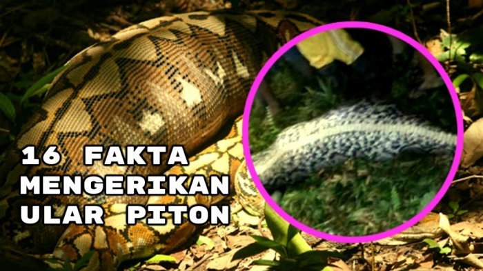 Ini 16 Fakta Mengerikan Ular Piton Raksasa yang Telan Akbar Di Kebun ...