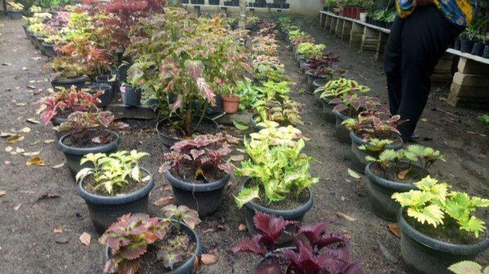 Benedicta Dwi Astuti : Semua Jenis Tanaman Bila Dirawat akan Terlihat ...