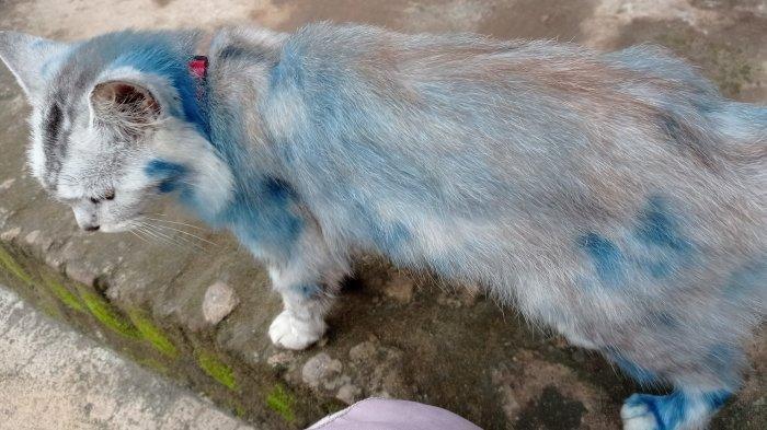 Kucing Bulu Warna Biru Jadi Viral, Diduga Dicat Seseorang, Lidahnya ...