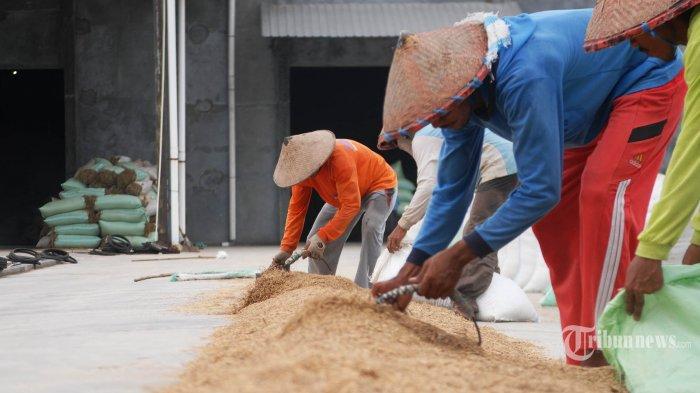 Harga Beli Gabah Bulog Naik - Bangkapos.com