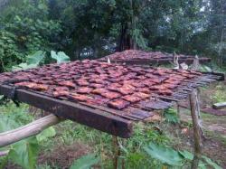 Manfaat Gambir Sudah Terkenal Sejak Zaman Penjajahan Belanda ...