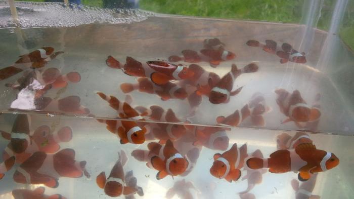 Ikan Nemo di Pangkalpinang Dijual di Pinggir Jalan, Kini Bisa ...
