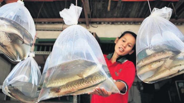 Dipercaya Bisa Obati Lemah Syahwat Pria, Ikan Ini Jadi Buruan Para ...