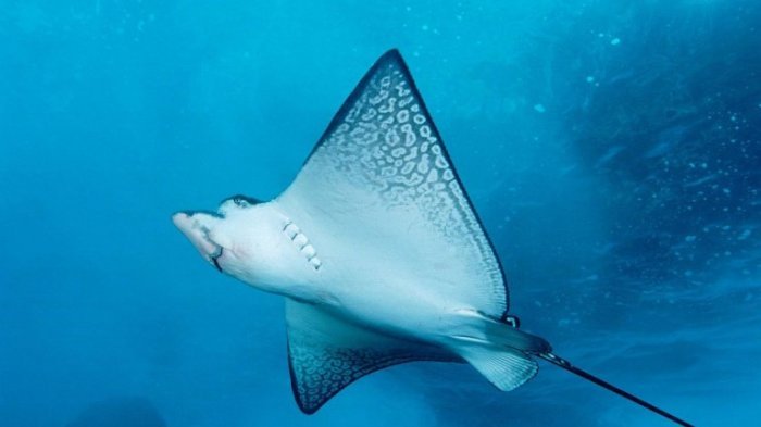 Sengatan Ikan Pari Mengandung Racun Bisa Timbulkan Nyeri, Berikut 7 ...