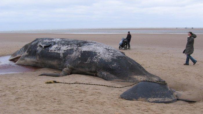 IKAN Paus 65 Ton Mati Terdampar, Turis Diimbau Soal Aktivitas Hiu di ...
